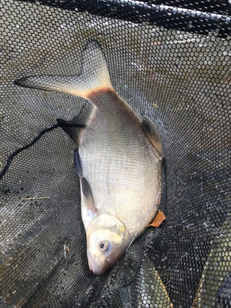 Chard Reservoir – 15th November 2020 – Against Men and Fish